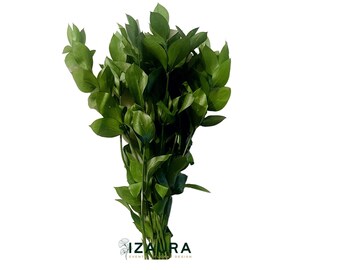 Fresh Israeli Ruscus Bunch, Real Greenery, Home Decor, Wedding Greenery ...