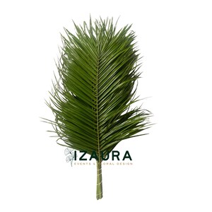 Real Freshly Cut Robellini Palm Leaves - Etsy