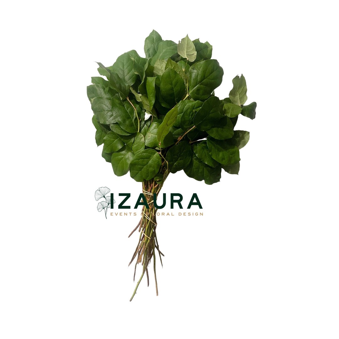 Real Freshly Cut Salal Tips Bunches - Etsy