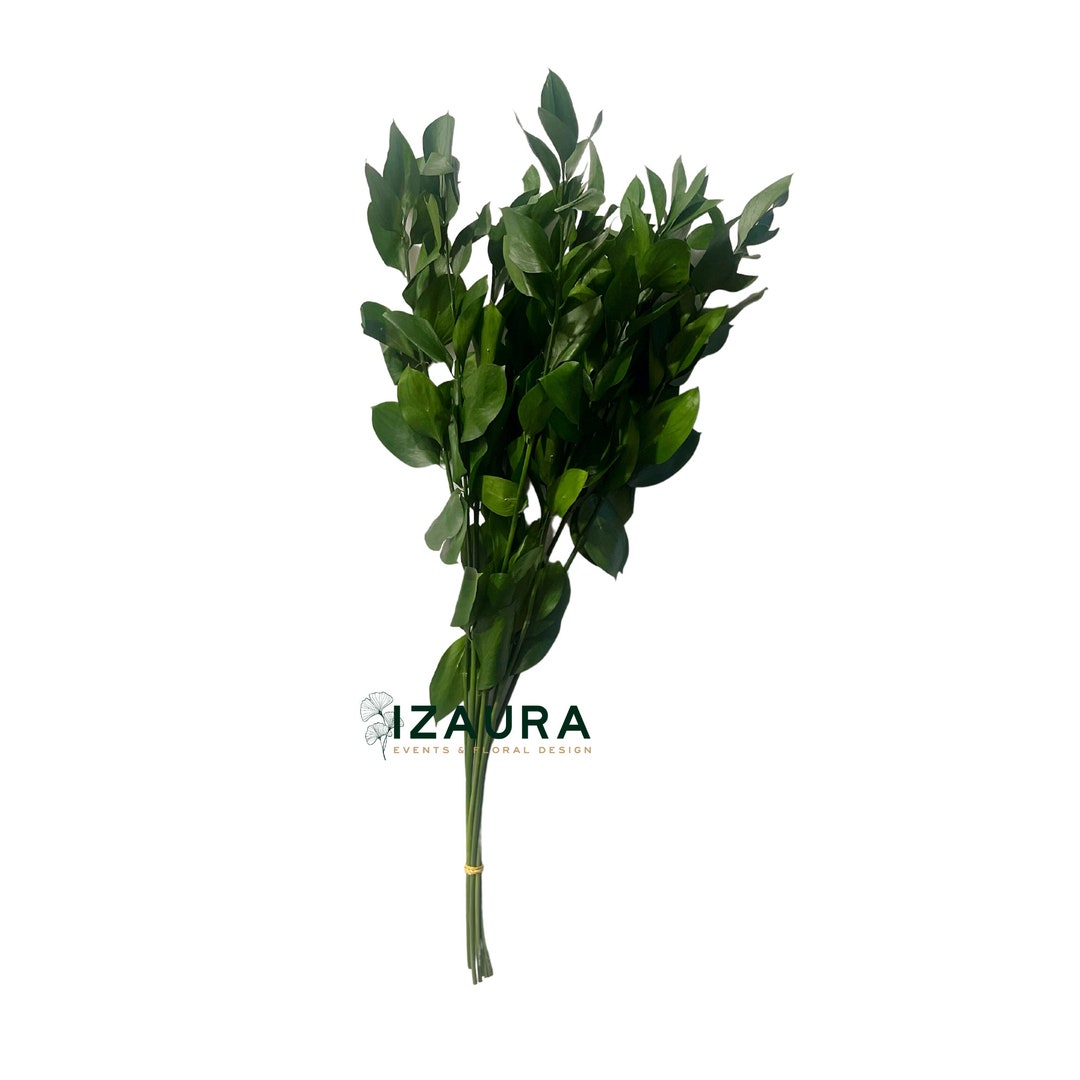 Real Freshly Cut Israeli Ruscus Leaves SHORT - Etsy