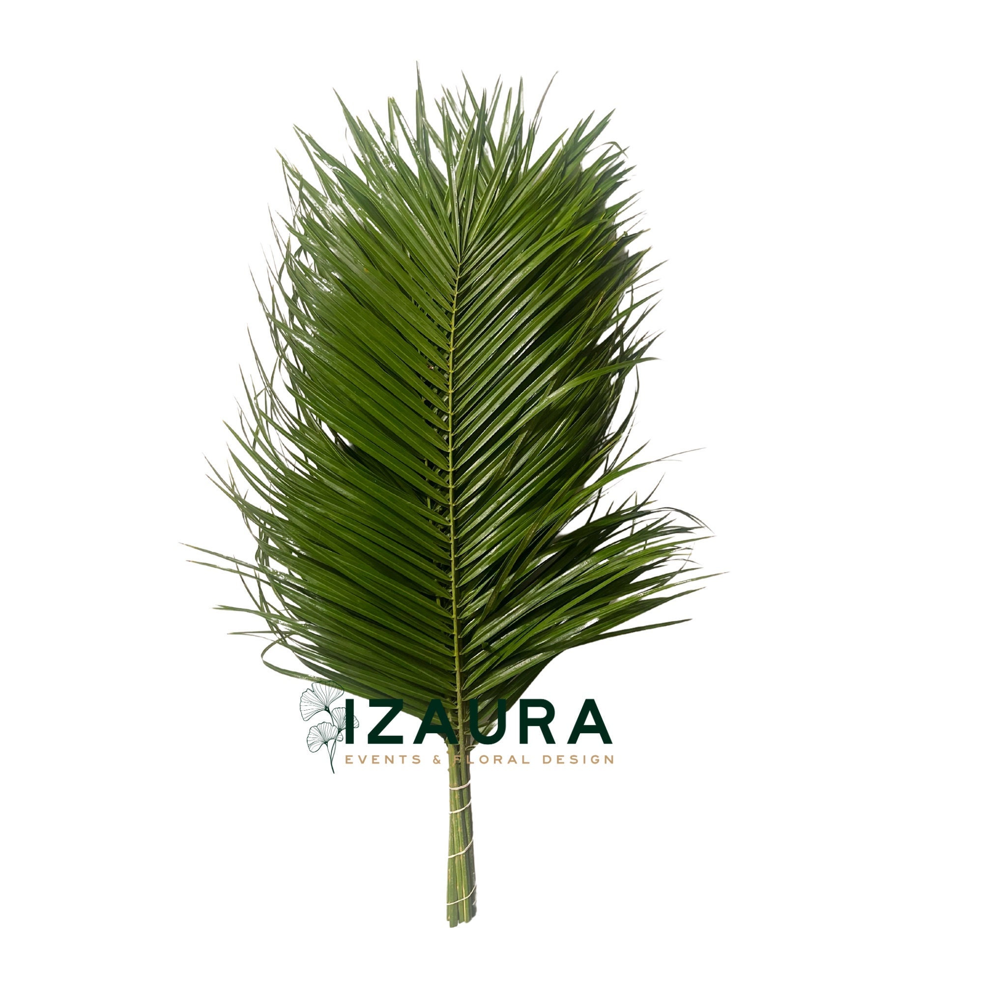 Real Freshly Cut Robellini Palm Leaves - Etsy