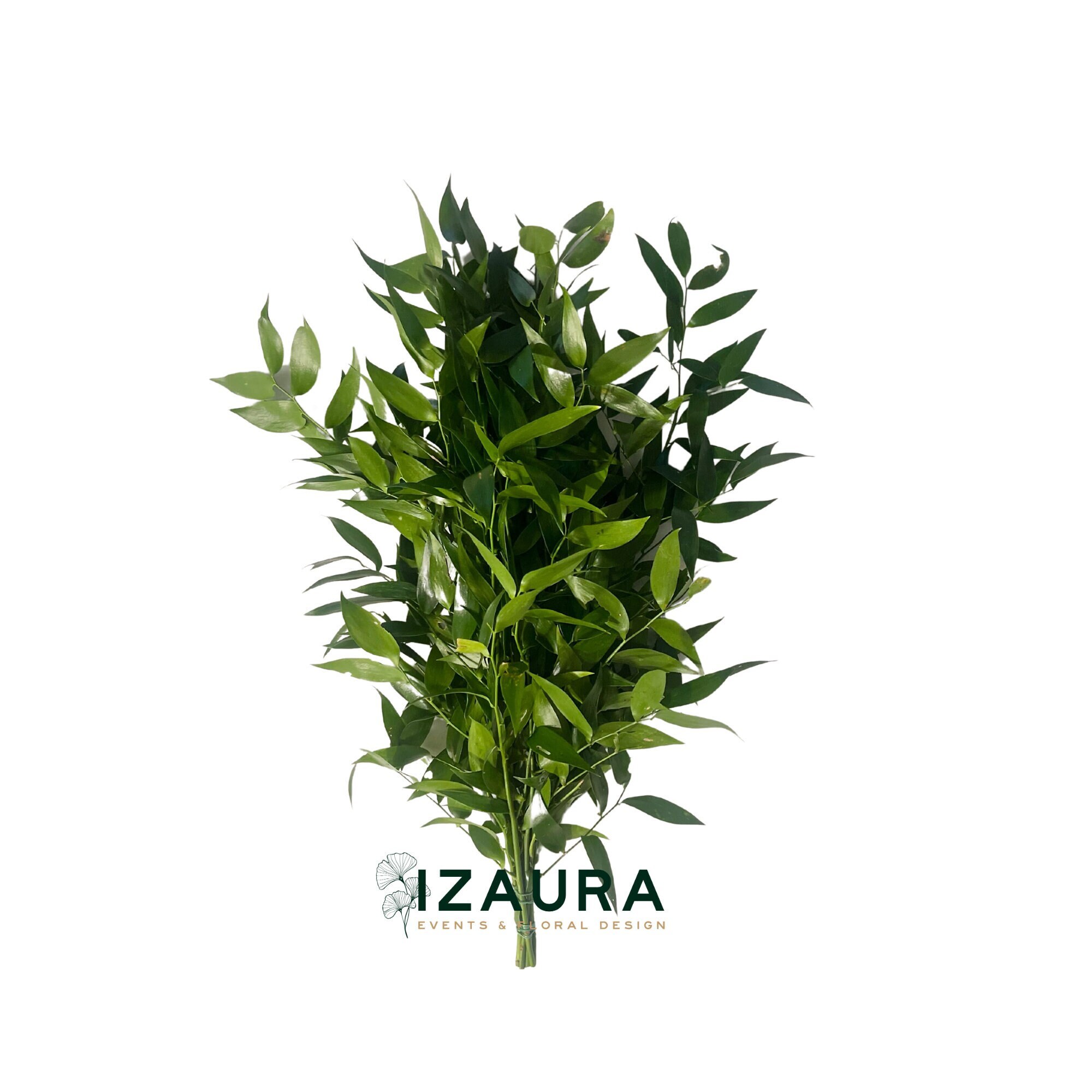 Real Freshly Cut Italian Ruscus Leaves - Etsy
