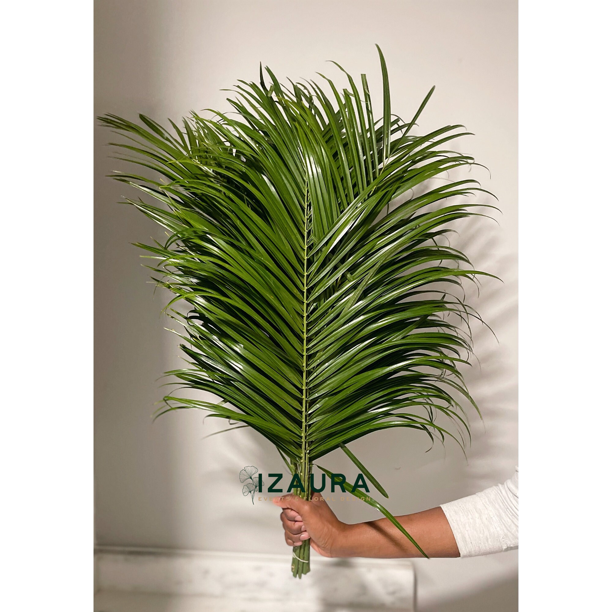 Real Freshly Cut Robellini Palm Leaves - Etsy