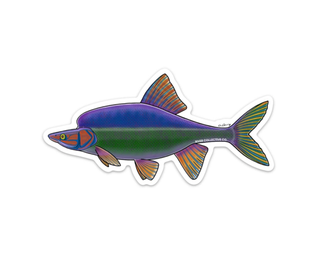 Humpback Chub Sticker Decal - 20% Flows Back Into Local Rivers! - Etsy