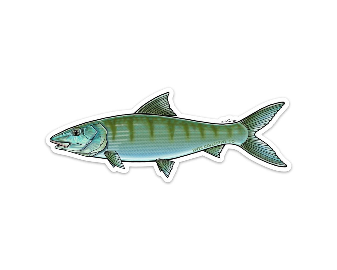 Bonefish Sticker Decal 20% Flows Back Into the Florida Everglades - Etsy