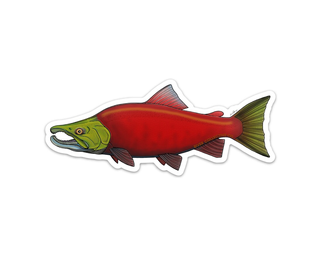 Sockeye Salmon Sticker Decal - 20% Flows Back Into Local Rivers! - Etsy