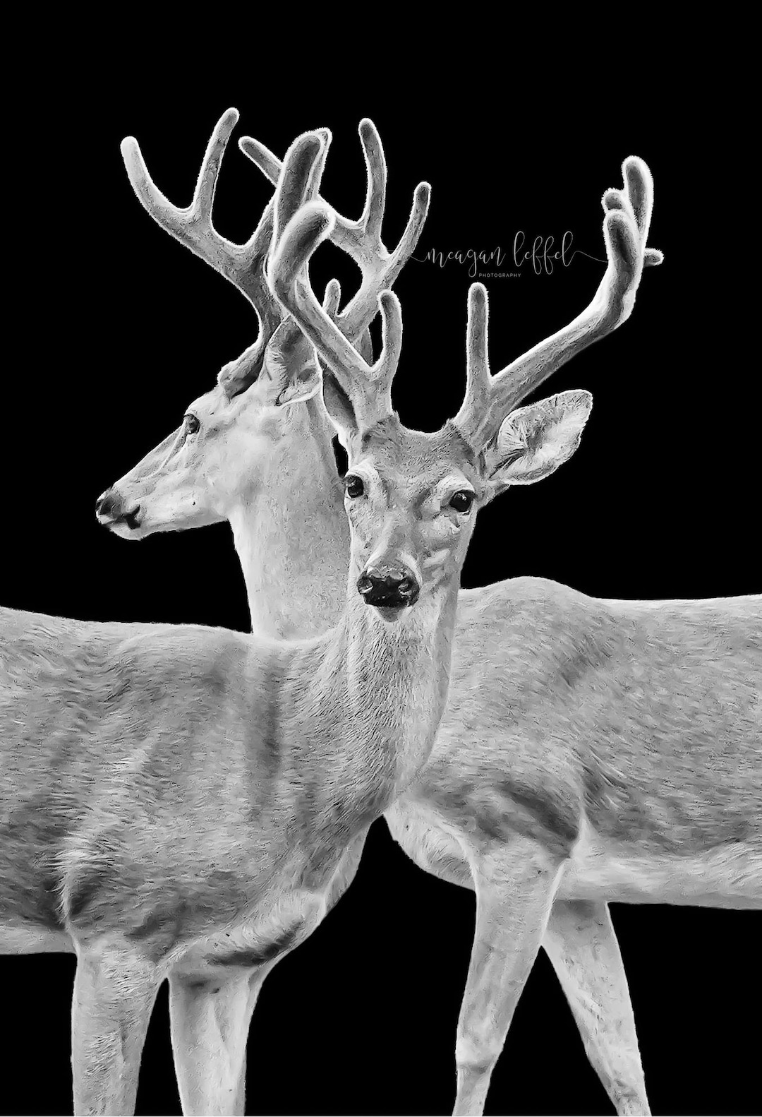 Buck Fever “grayscale Deer Art Print – Digital Download Wildlife ...