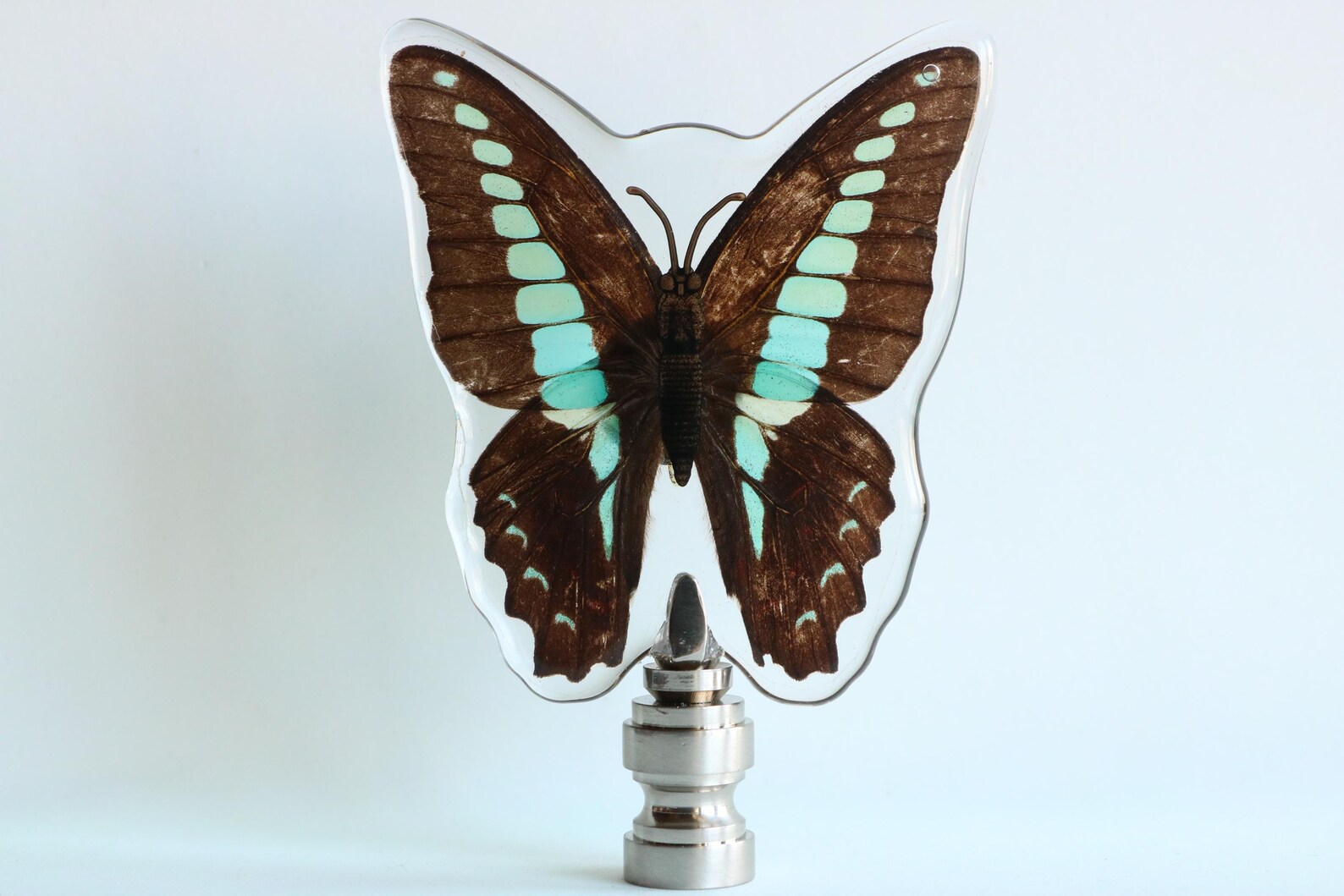 Bluebottle Butterfly Specimen Lamp Finials - Natural Butterflies in ...