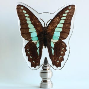 Bluebottle Butterfly Specimen Lamp Finials - Natural Butterflies in ...