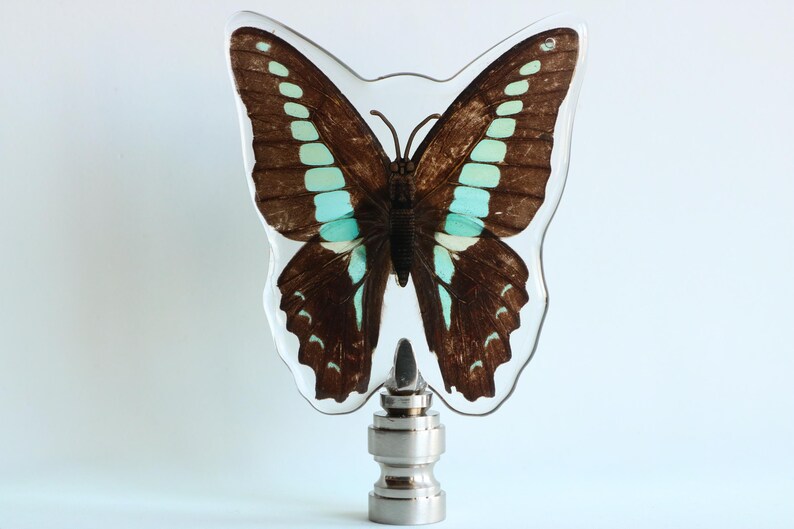Bluebottle Butterfly Specimen Lamp Finials - Natural Butterflies in ...