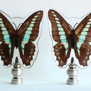 Bluebottle Butterfly Specimen Lamp Finials - Natural Butterflies in ...
