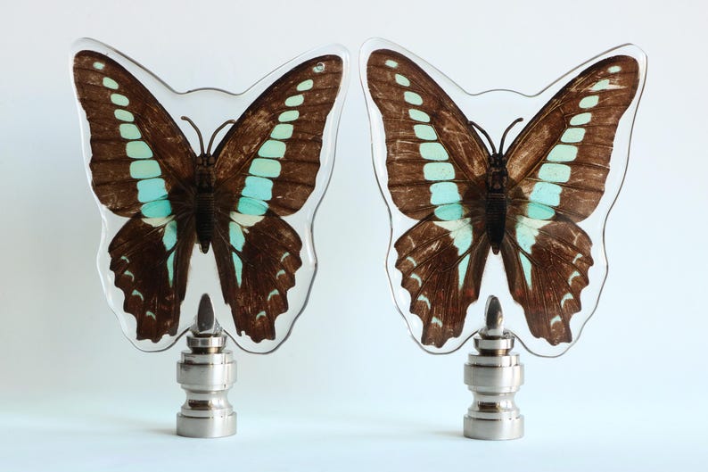 Bluebottle Butterfly Specimen Lamp Finials - Natural Butterflies in ...