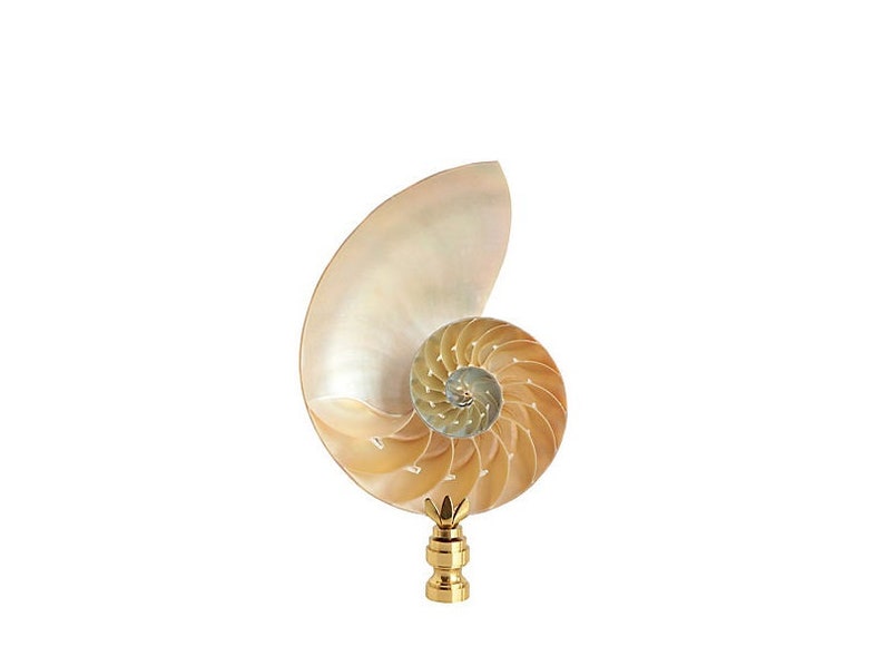 Split Tiger Nautlius Shell Lamp Finials on Shiny Brass Bases ...