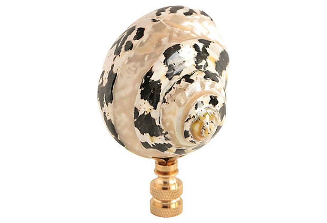 Banded Zebra Shell Lamp Finial Natural Sea Shell Specimen on - Etsy