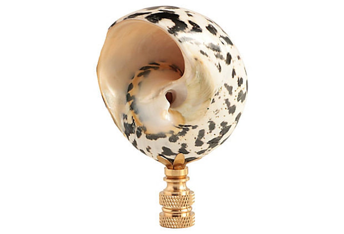 Banded Zebra Shell Lamp Finial Natural Sea Shell Specimen on | Etsy