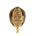 Gold Gilded Turtle Shell Shell Lamp Finial on Shiny Brass Hardware - Etsy