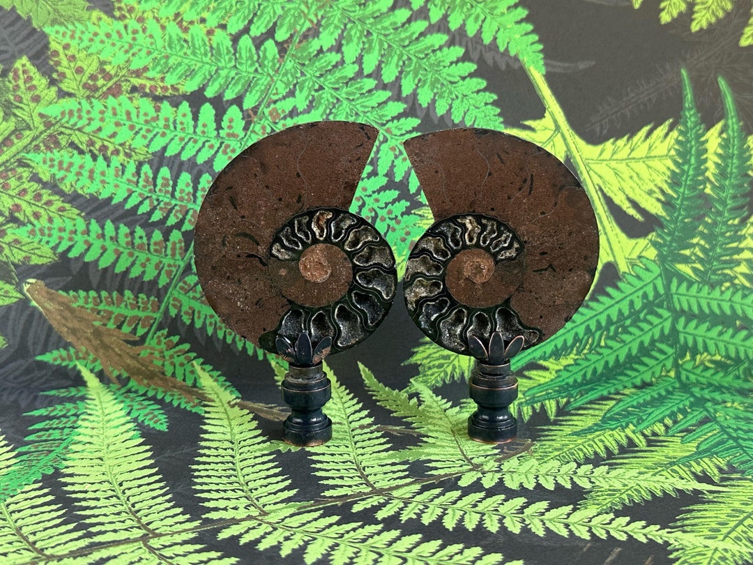 Ammonite Shell Lamp Finials on Copper & Bronze Hardware - A Matching ...