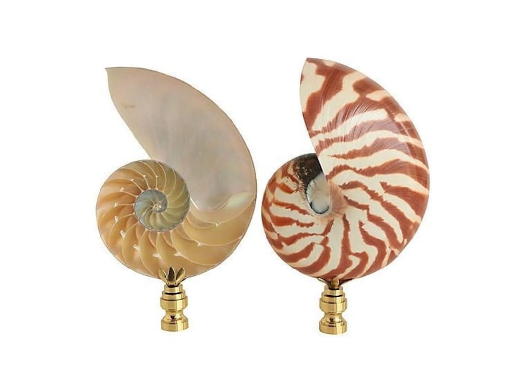 Split Tiger Nautlius Shell Lamp Finials on Shiny Brass Bases ...