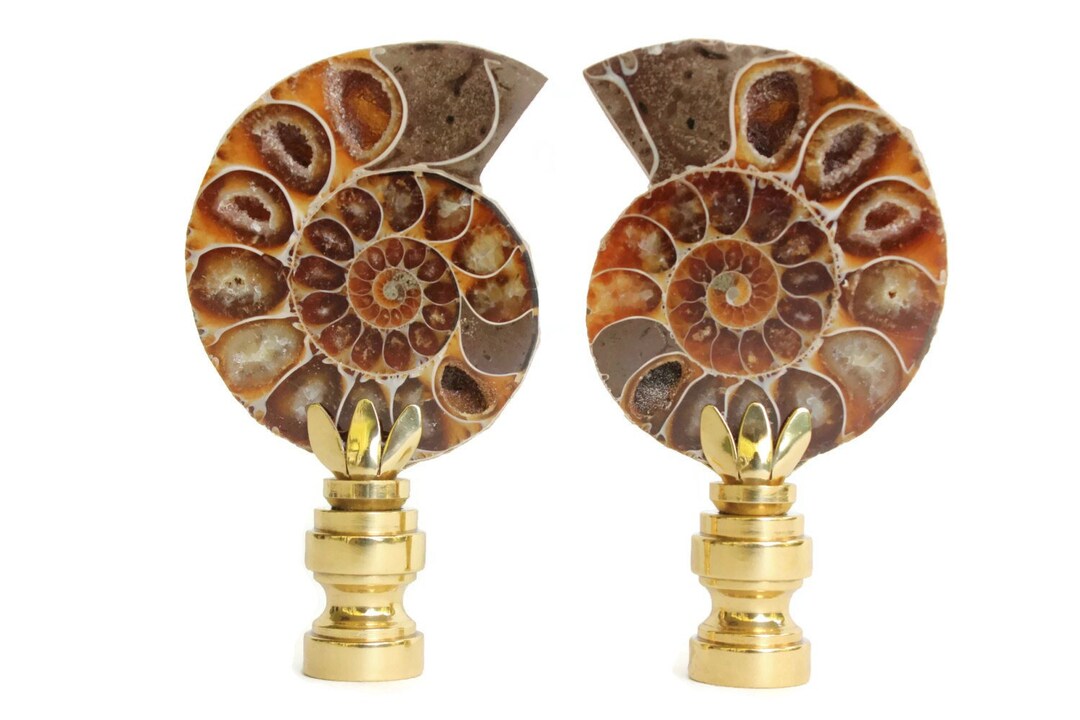 Ammonite Shell Lamp Finials on Shiny Brass Bases - A Matching Pair of ...