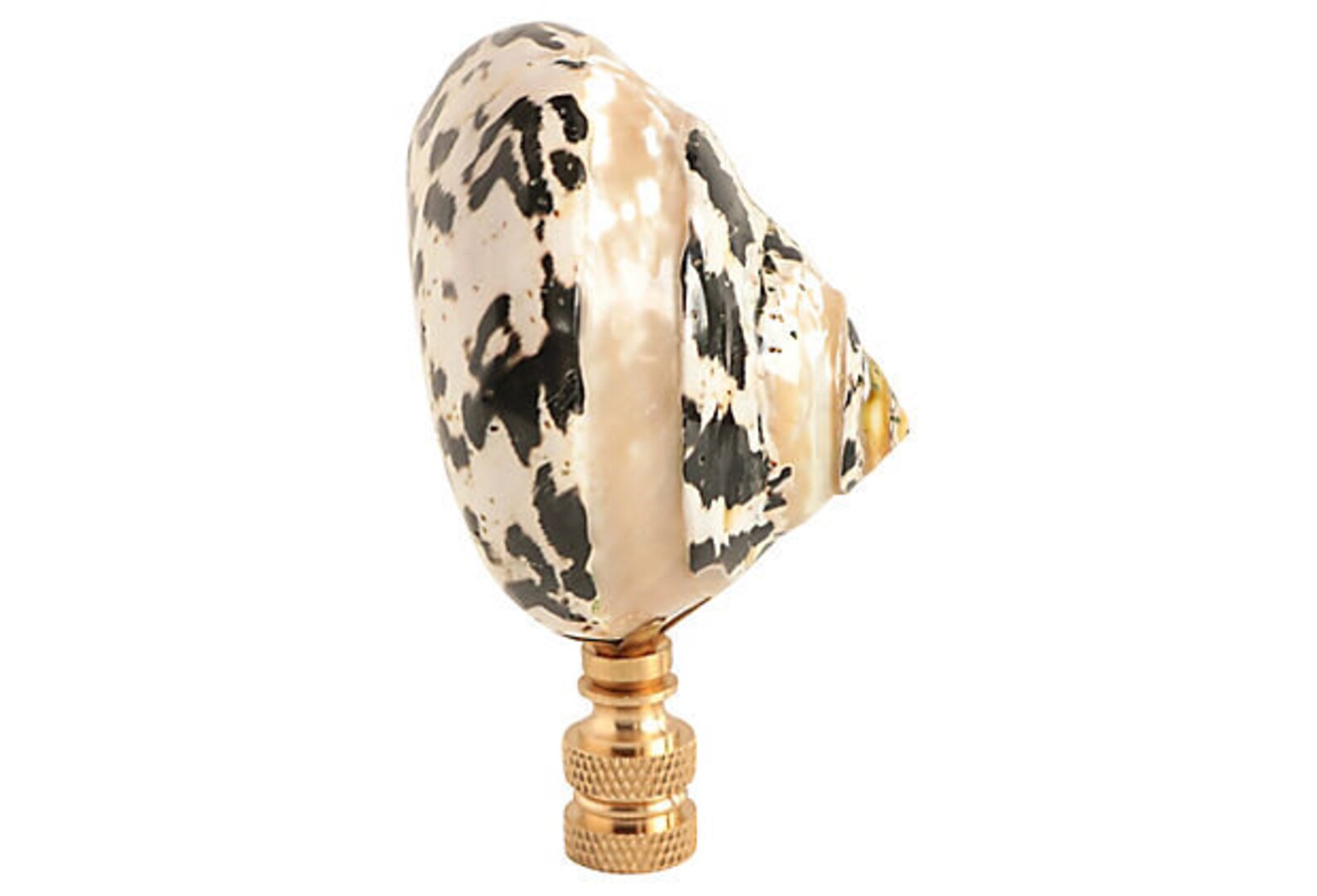 Banded Zebra Shell Lamp Finial Natural Sea Shell Specimen on | Etsy