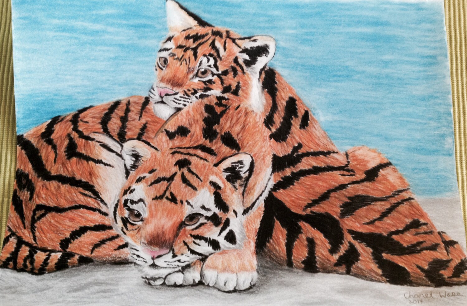 Pencil Drawings Of Tigers Cubs