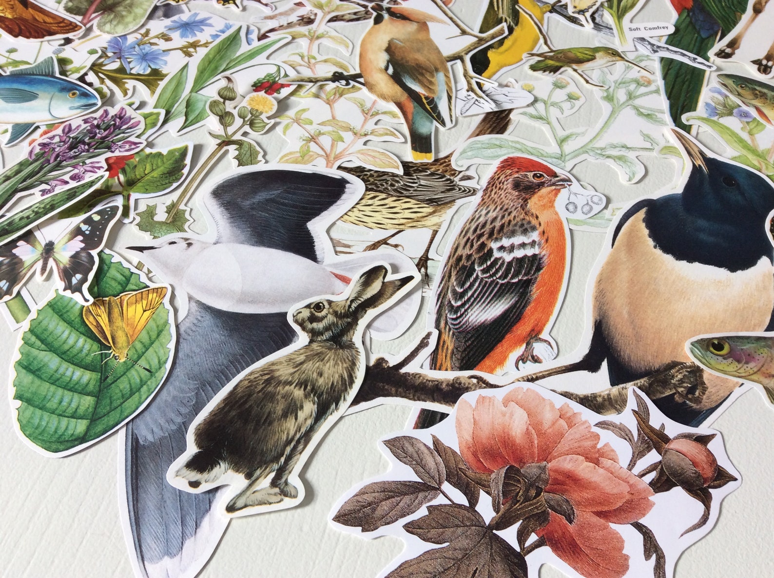 12x Vintage Wildlife/nature/flora & Fauna Paper Cut Outs/fussy - Etsy ...