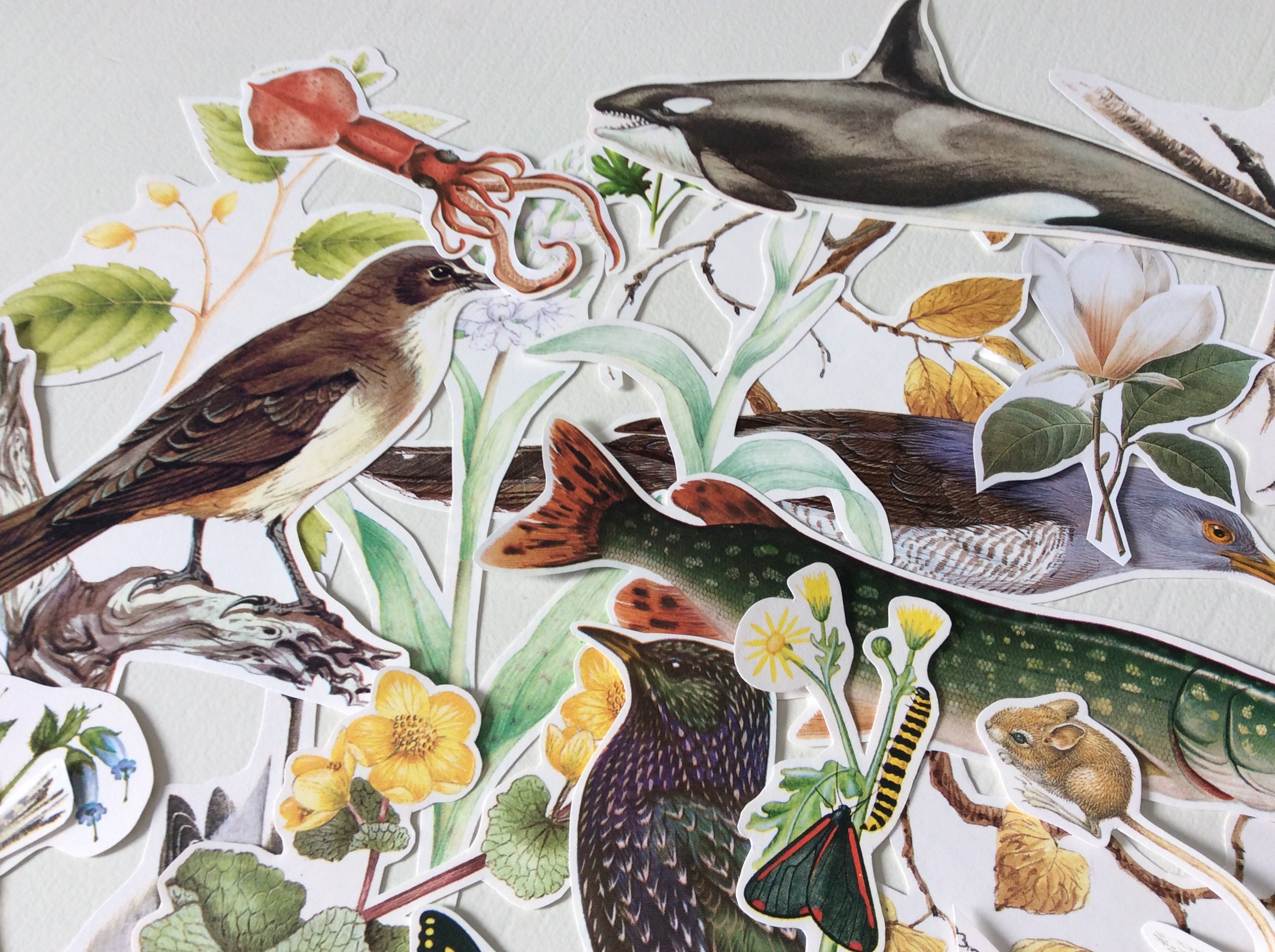 12x Vintage Wildlife/nature/flora & Fauna Paper Cut Outs/fussy - Etsy UK