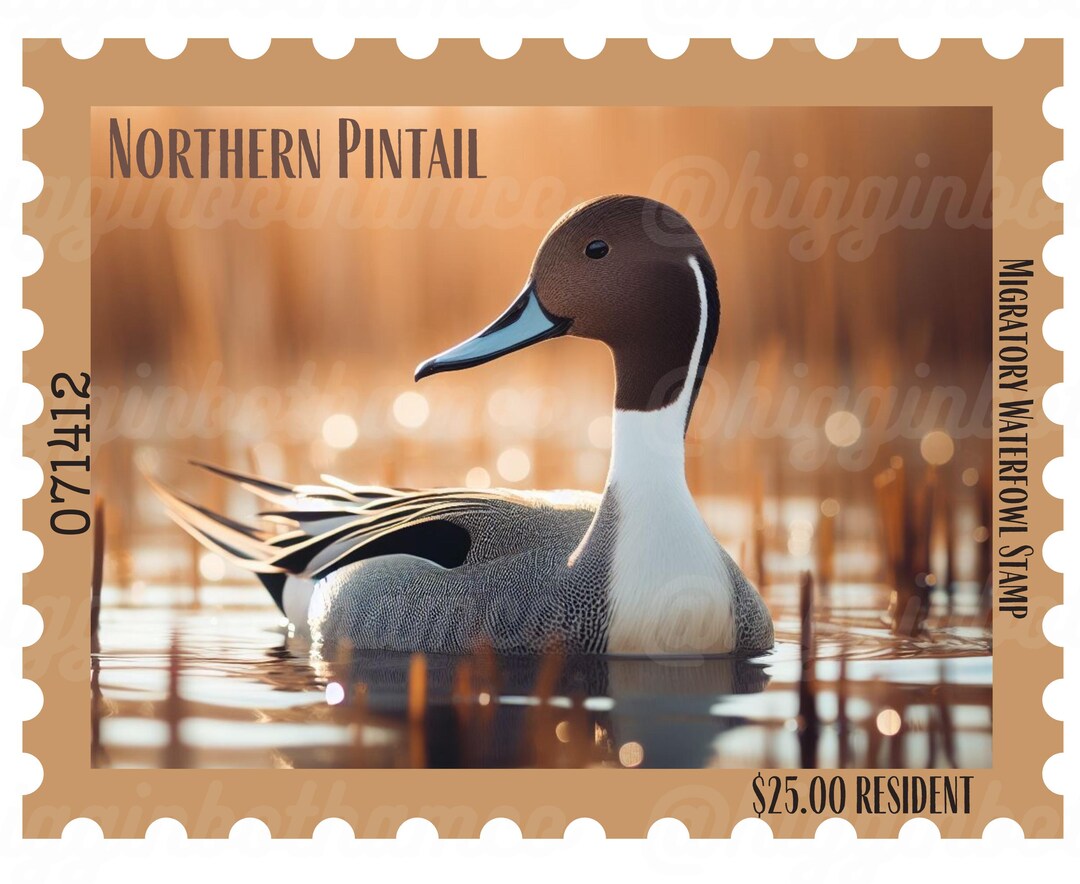 Migratory Waterfowl Pintail Duck Stamp Png, Hunting Png, Duck Hunting ...