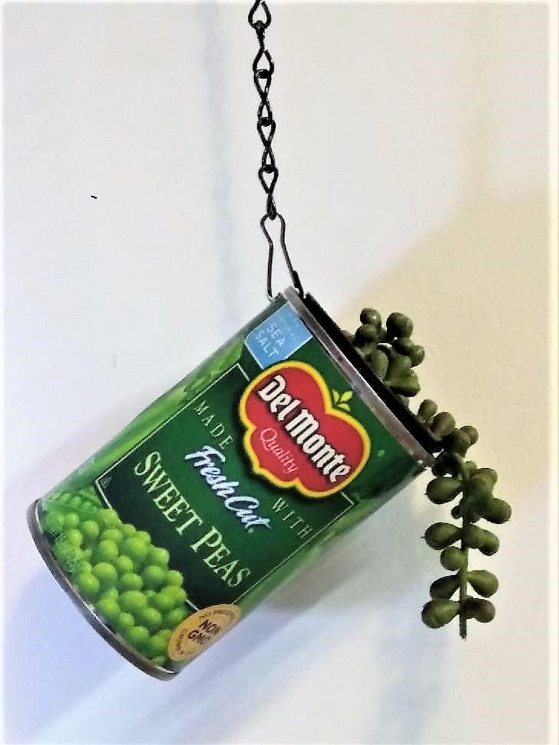 String of Pearls / Can of Peas Planter / Succulent Pot - Etsy