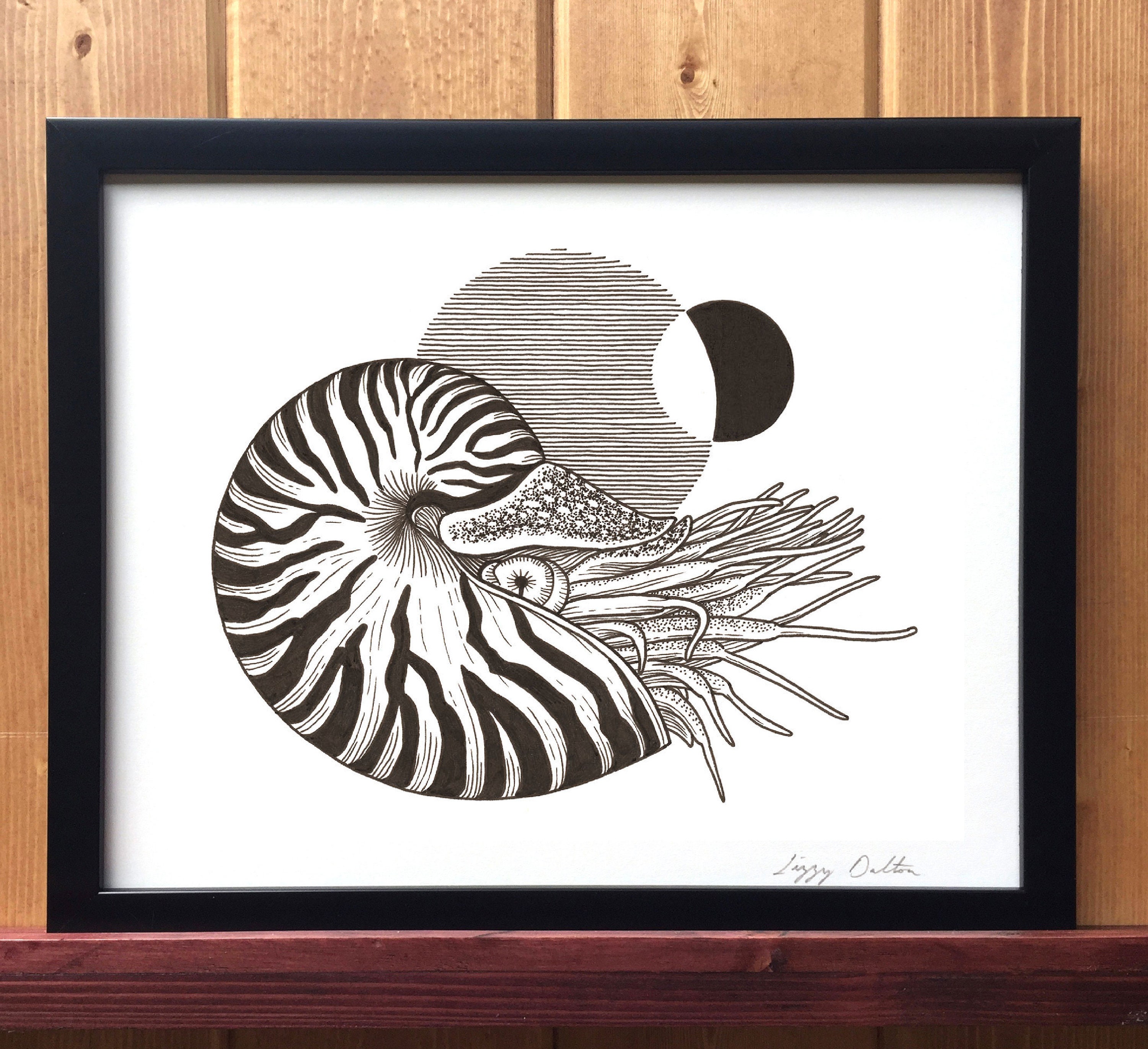 Cool Nautilus Drawing