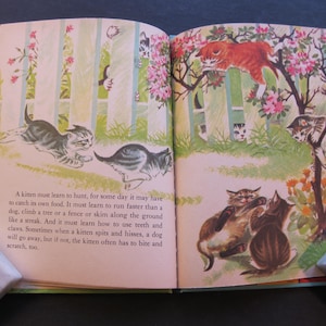 The Wonder Book of KITTENS Vtg Wonder Books 1963 Hb Barbara Waring Cats ...