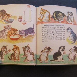 The Wonder Book of KITTENS Vtg Wonder Books 1963 Hb Barbara Waring Cats ...