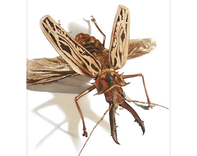 Macrodontia Cervicornis Sabertooth Longhorn Beetle Linocut Print - Etsy