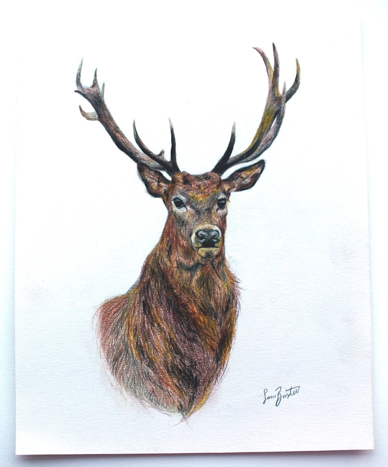 Large Stag Prints Artist Pencil Drawing | Etsy