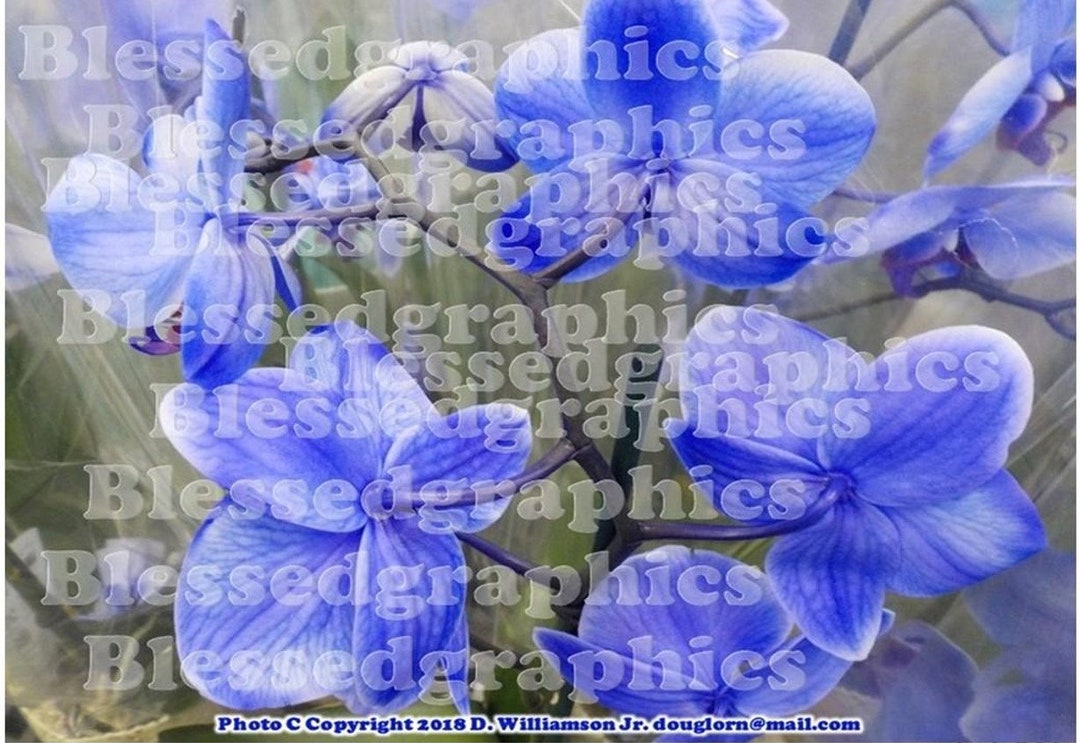 Jesus Blue Orchids - Etsy