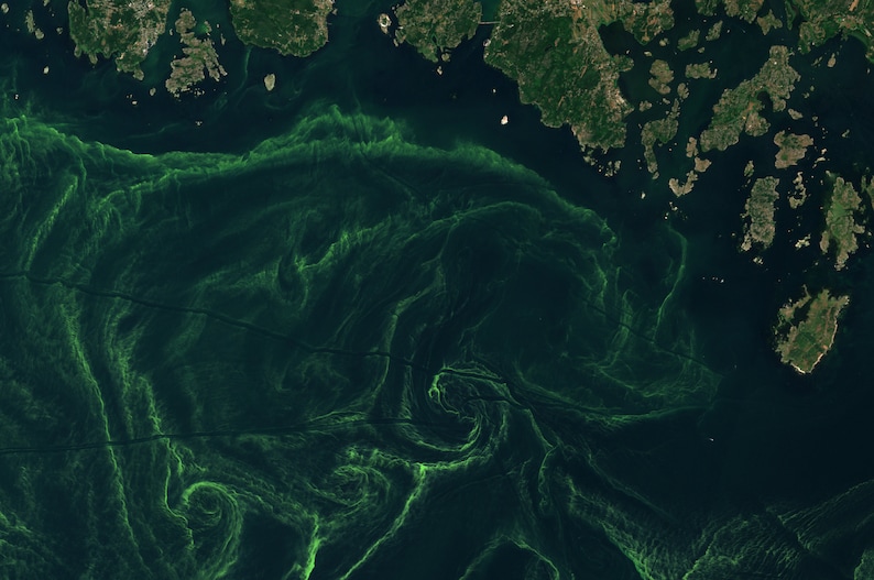 Baltic Sea Phytoplankton Coastal Swirls, Aerial Map, Map Art, Satellite ...