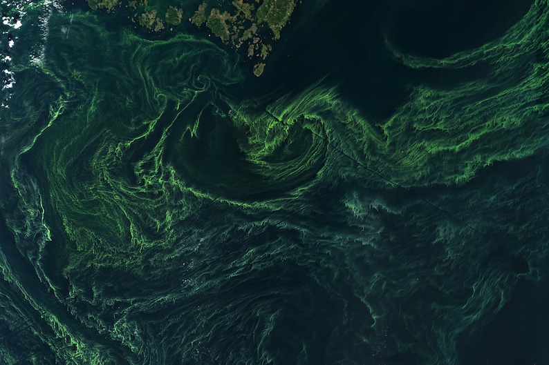 Baltic Sea Phytoplankton Coastal Swirls, Aerial Map, Map Art, Satellite ...