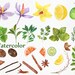 Herbs and spices clipart: WATERCOLOR HERBS Herb | Etsy