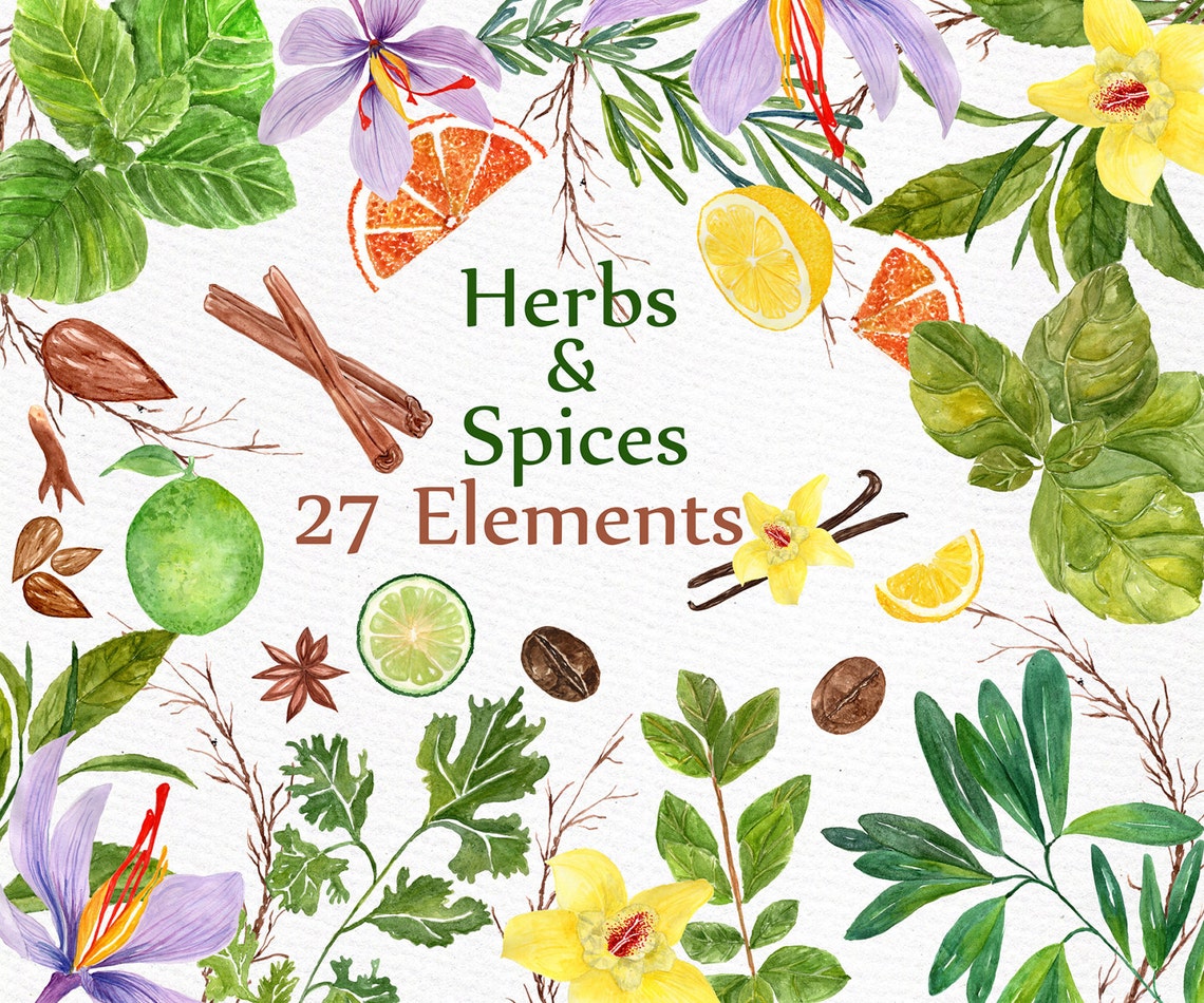 Herbs and Spices Clipart: watercolor Herbs Herb - Etsy