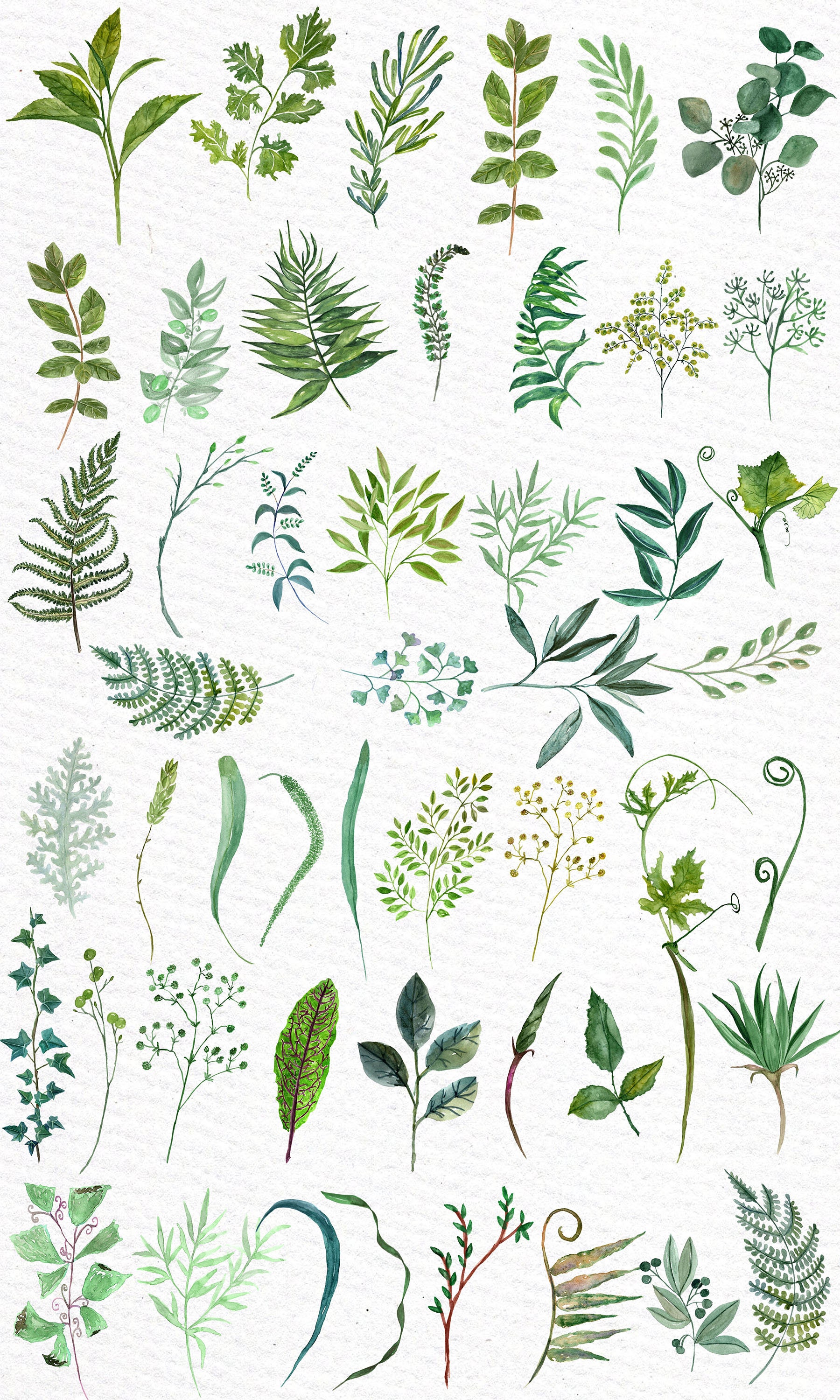 Imágenes Prediseñadas de helechos Acuarela: Acuarela | Etsy