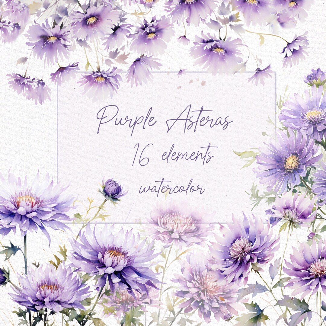 Watercolor Purple Aster Flowers Clipart: Floral Frames (PNG) - Etsy