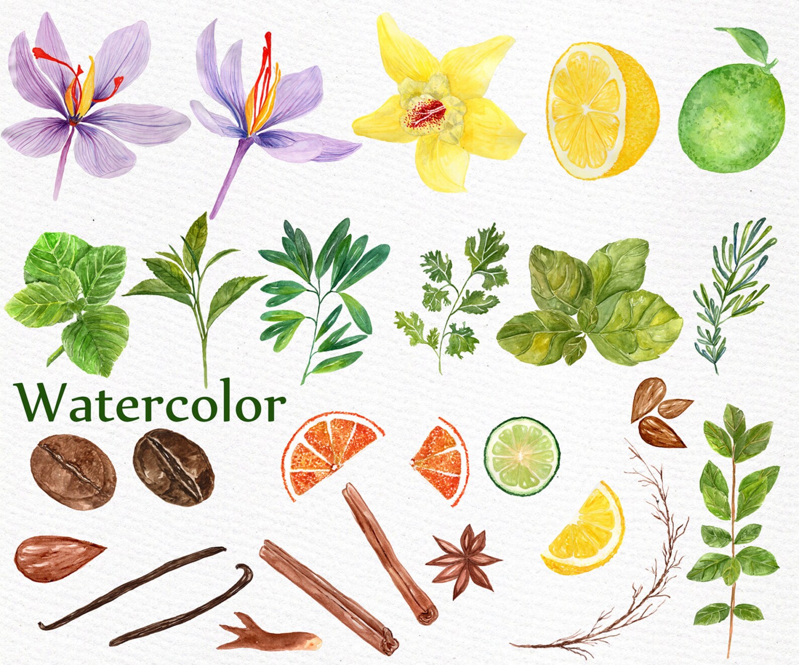 Herbs and Spices Clipart: watercolor Herbs Herb - Etsy