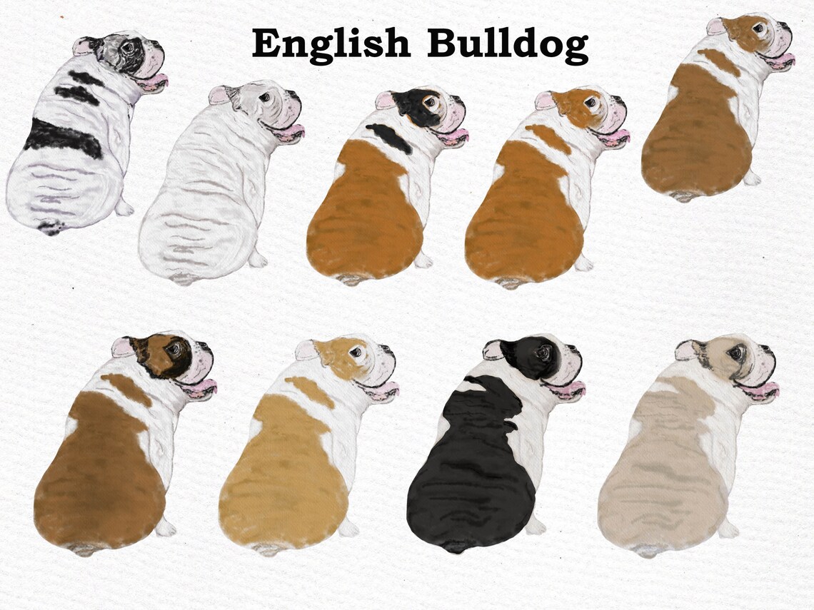 Dog Clipart: watercolor Dogs Dog Breeds Pet - Etsy