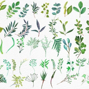 Watercolor Clipart: "ferns Clipart" Branches Clipart Greenery Clipart ...