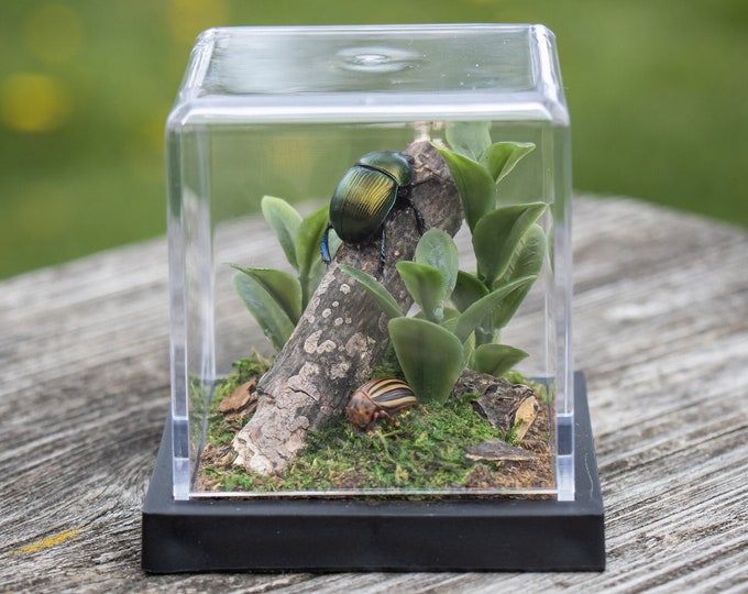 Real Earth-boring Dung Beetle and Potato Beetle Dome Display - Etsy