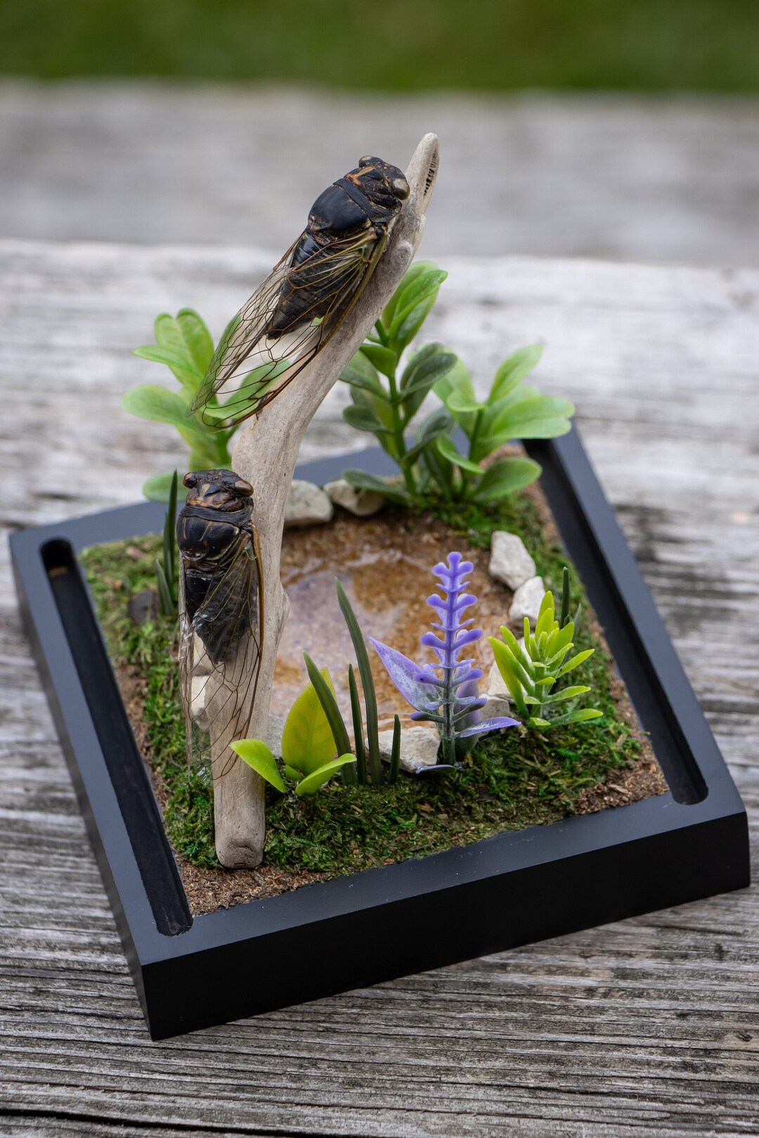 Real Swamp Cicadas Dome Display - Etsy