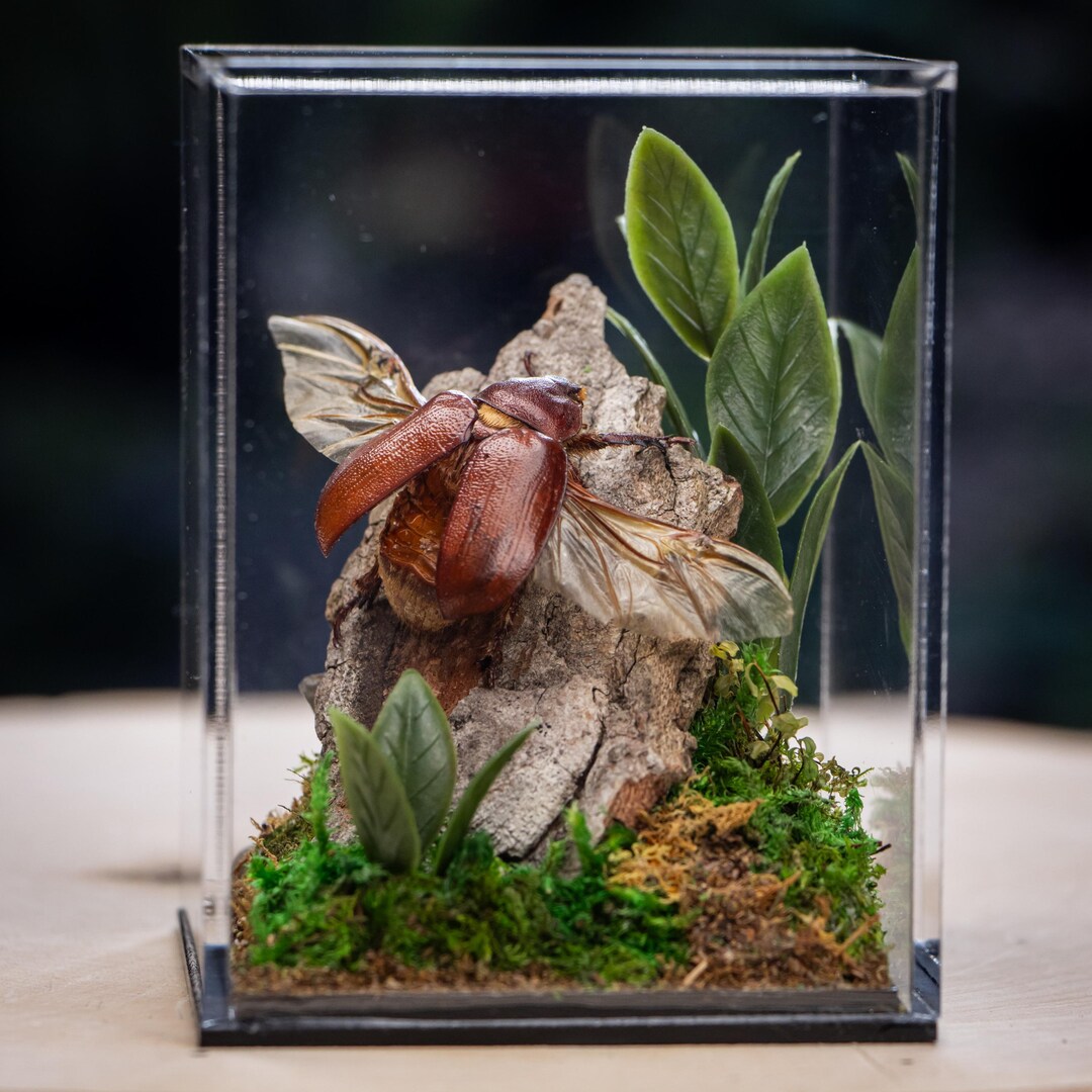 Real Orange Scarab Beetle - Dome Display - Etsy