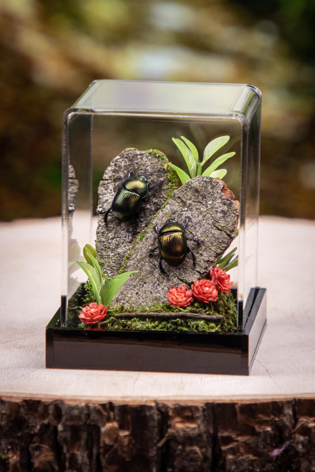 Real Earth-boring Dung Beetles Dome Display Valentine's Day Dome - Etsy