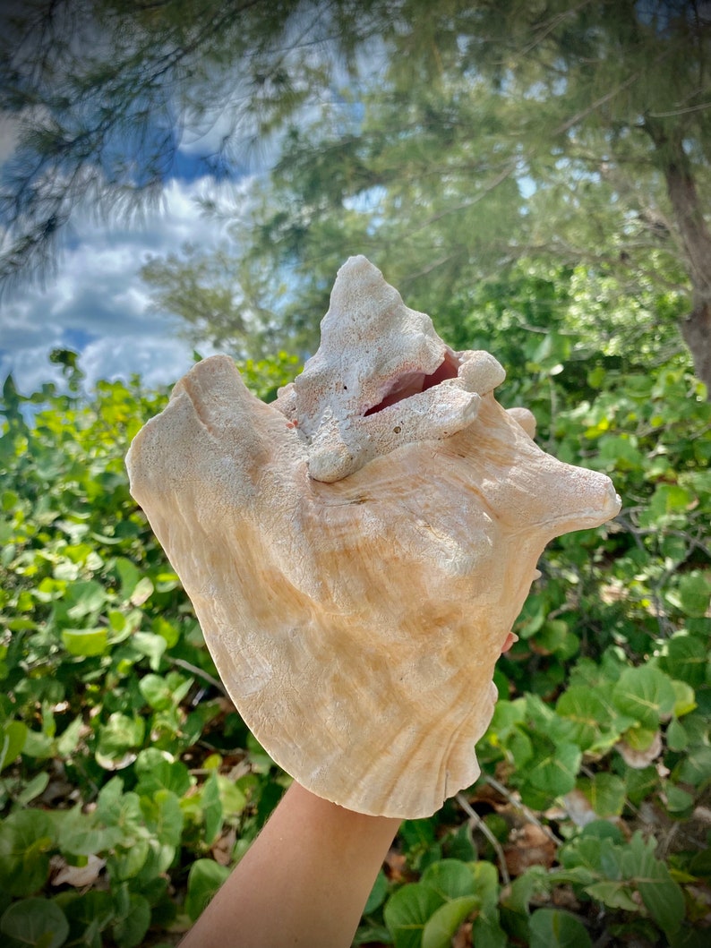 Large GIANT SEA SHELL Conch Decorative Display Raw, Music Instrument ...