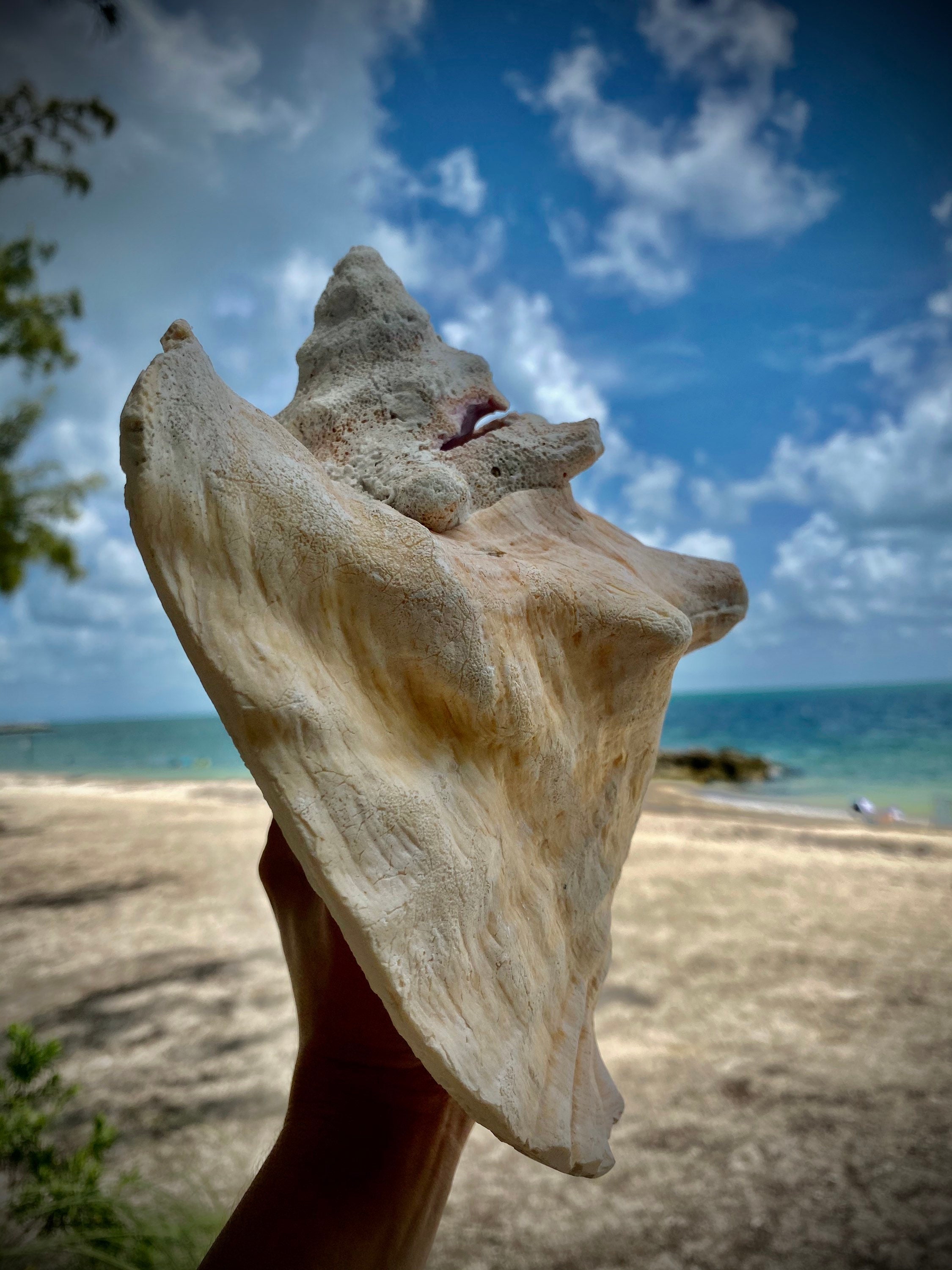 Shattered Conch Shell